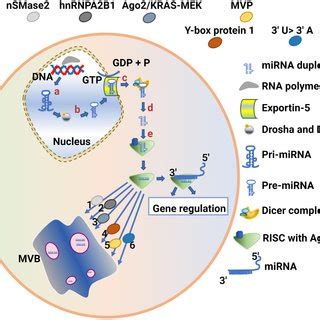 Schematic Diagram Showing Generation Of Extracellular Vesicles EVs