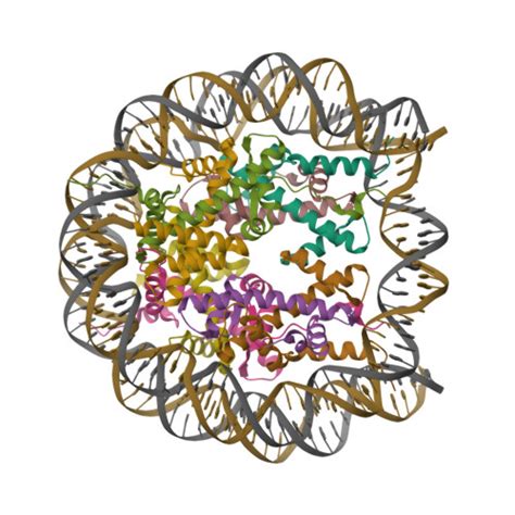 RCSB PDB 8YBJ Cryo EM Structure Of Human Nucleosome Core Particle