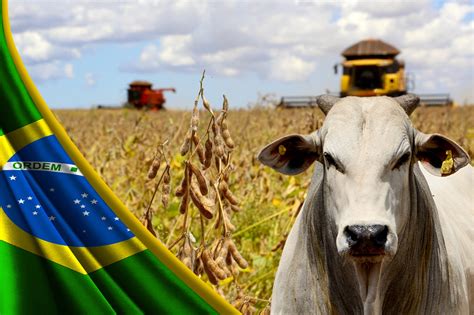 Agropecuária foi o único setor que cresceu no PIB de 2020 entenda
