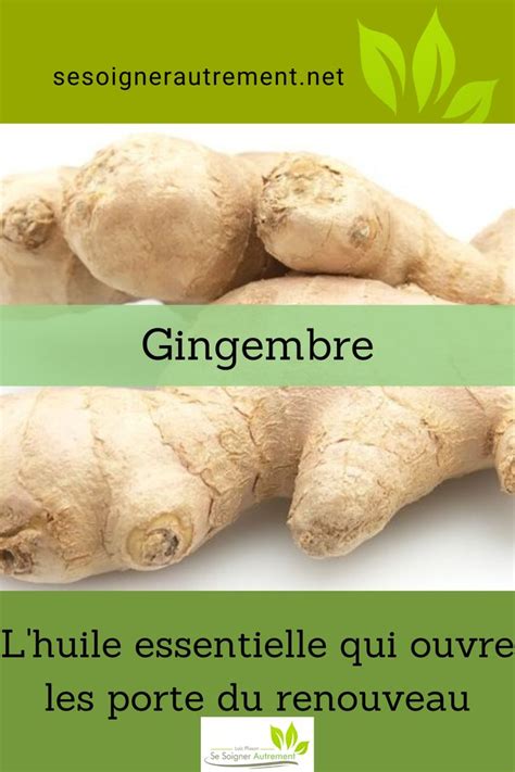 L Huile Essentielle De Gingembre Huile Essentielle De Gingembre