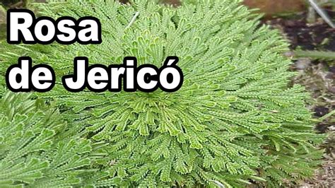 Descubre cómo cultivar la rosa de Jericó en agua o tierra Guía paso a
