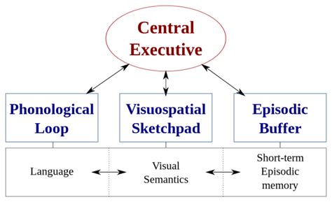 baddeley s model of working memory concepts in psychology
