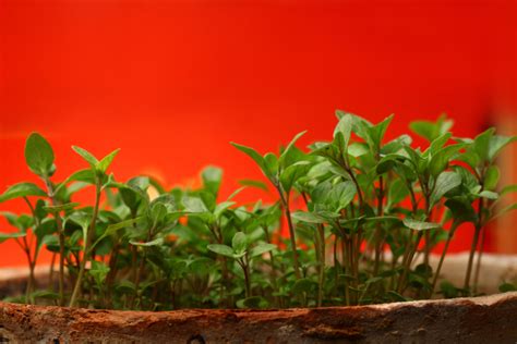 Cómo germinar semillas en tierra Huerto en casa