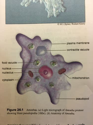 Lab Protists Protozoa And Slime Molds Flashcards Quizlet