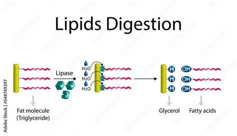 Vecteur Stock Fat Molecule Triglyceride Lipids Digestion Lipase
