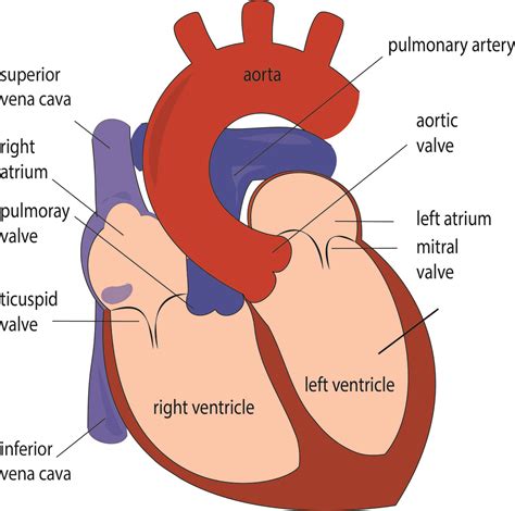 Heart Label Diagram