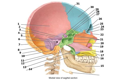 Skull Medial View Sagittal Section Diagram Quizlet