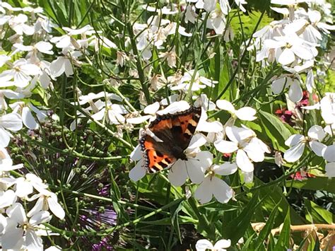 Plants That Attract Butterflies To Your Garden STIHL Blog
