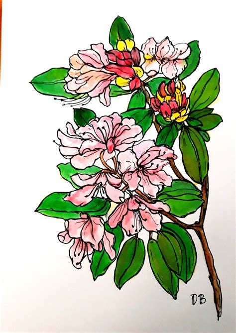 Rododendro Disegno Acquerello Di Daniela Bertoni Disegno Acquerello