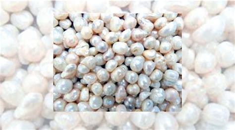 Pearl Farming How To Do Pearl Farming Where To Get Free Training