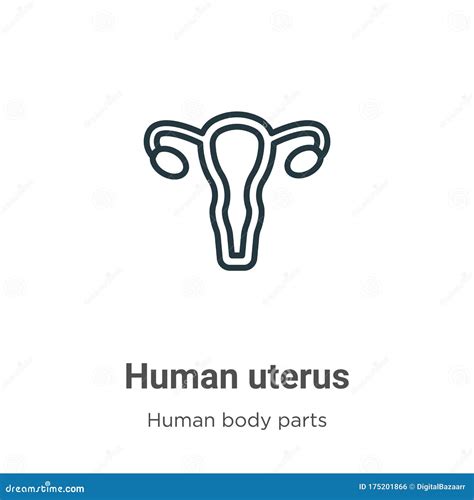 Human Uterus Outline Vector Icon Thin Line Black Human Uterus Icon Flat Vector Simple Element