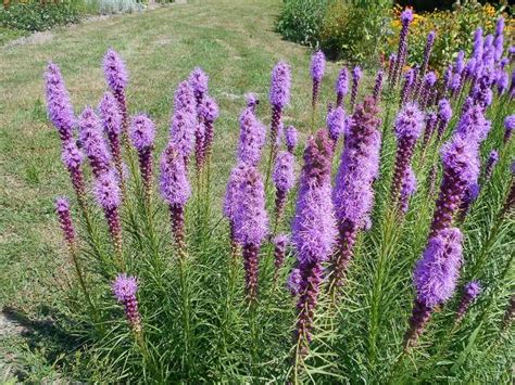 10 FLORES MORADAS nombres características y fotos