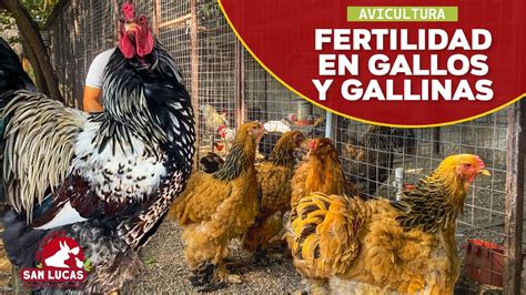 A qué edad mis gallinas pueden empezar a poner huevos Mi Granja San