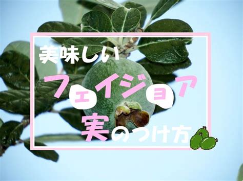 フェイジョアの木に実がならない3つの原因と実らせ方育て方とは 全国ガーデン情報サイトお庭の窓口