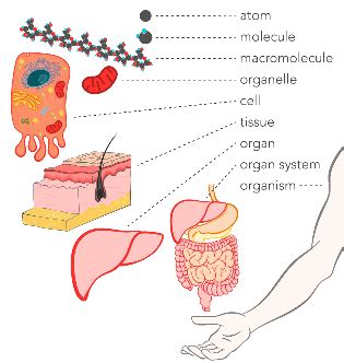 Chapter Anatomy And Physiology Flashcards Quizlet