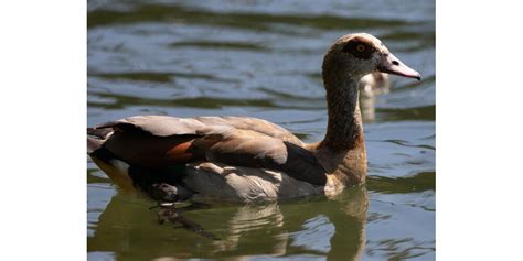 Environnement À Strasbourg les espèces invasives font aussi des dégâts