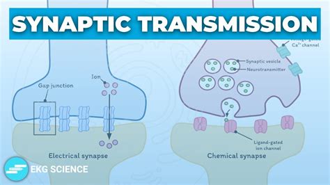 Synapses Transmission Electrical Chemical Neurology YouTube