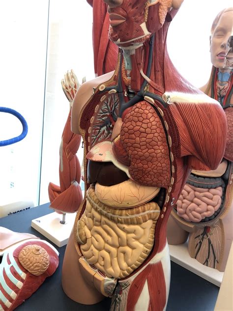 Digestive System Diagram Quizlet