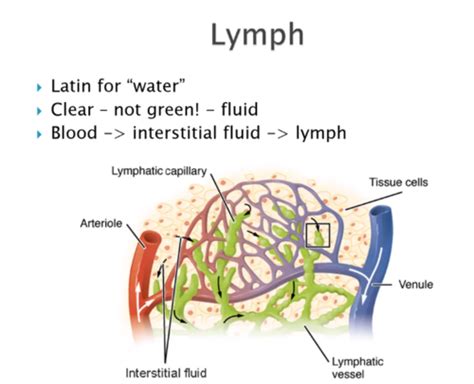 Lecture 20 Lymphatic System Flashcards Quizlet