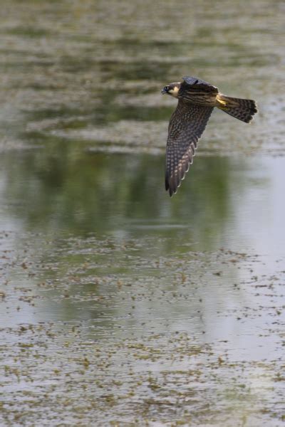 Faucon Hobereau LPO Ligue Pour La Protection Des Oiseaux Agir