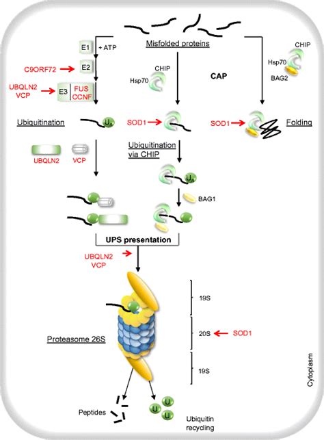 Schematic Representation Of Mechanisms Implicated In Ubiquitin