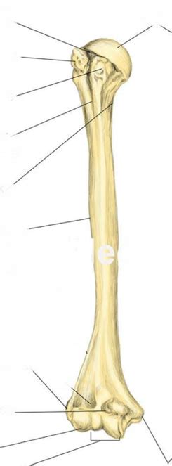 Anterior Humerus Diagram Quizlet