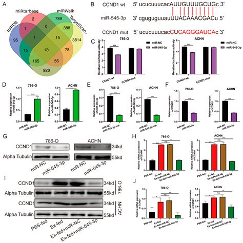 Cancers Free Full Text Tumor Cell Derived Exosomal Circ PRKCI