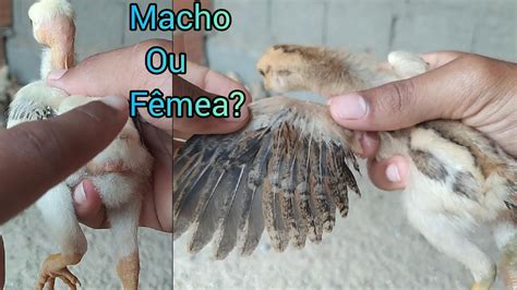 COMO SABER se o PINTINHO é MACHO ou FÊMEA YouTube