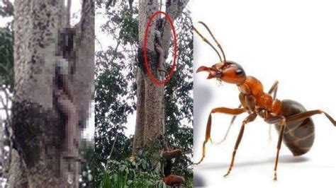Digigit Semut Bengkak Di Kaki