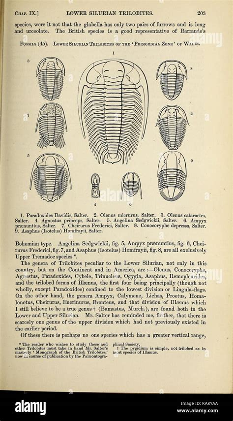 Siluria Page Bhl Stock Photo Alamy