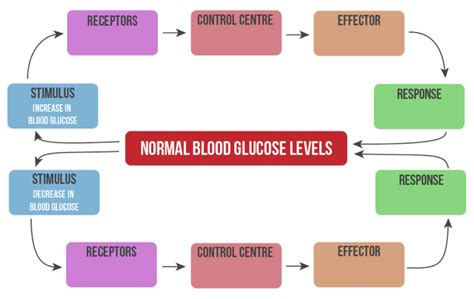 Regulation Of Blood Glucose Concentration
