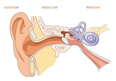 Outer Middle Inner Ear Diagram Quizlet