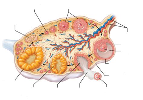 Labeling Ovary Diagram Quizlet