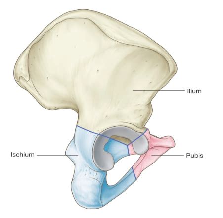 Pelvis Hip Flashcards Quizlet