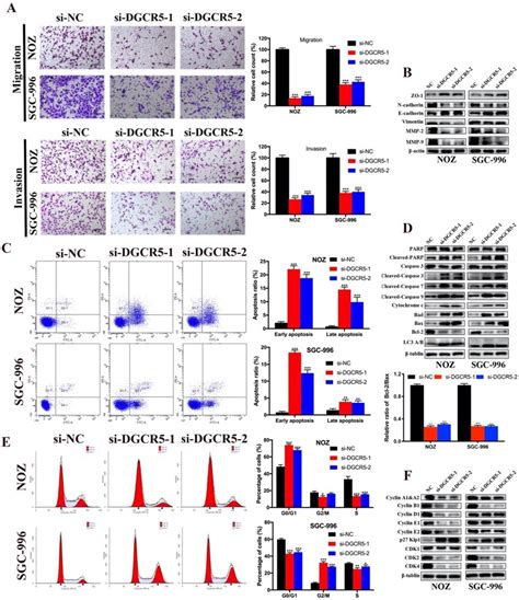DGCR5 Knockdown Inhibited Migration And Invasion And Induced Cell