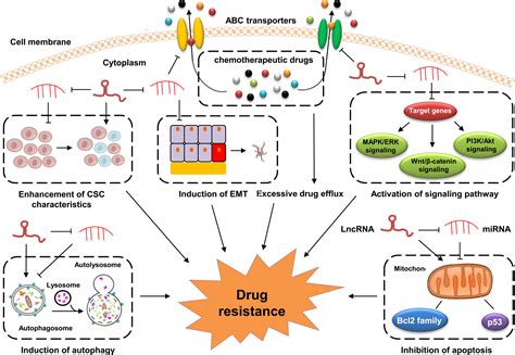 Frontiers Long Non Coding RNA In Gastric Cancer Mechanisms And