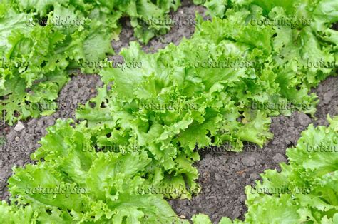 Images Laitue Iceberg Images De Plantes Et De Jardins Botanikfoto