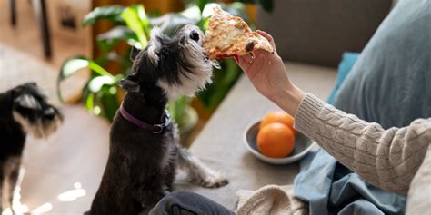 Restaurantes Pet Friendly Para Celebrar A Tu Perrito