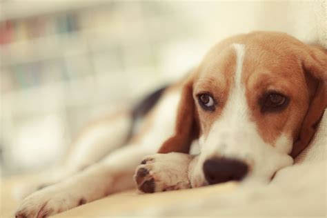 Diarreia em cachorro veja as possíveis causas e como evitá las Ana