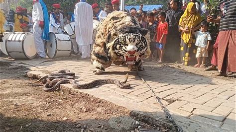 Pertarungan Seru Can Macanan Singo Raung Dan Singo Al Azhar Melawan