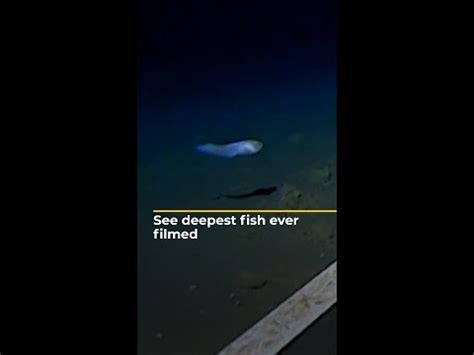 Scientists Set New Record For Deepest Fish Ever Filmed AJ Shorts