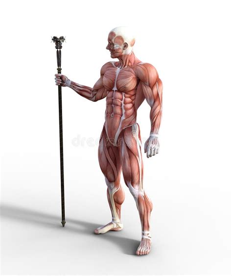 Ilustra O D Do Sistema Muscular Masculino Que Guarda Um Pessoal