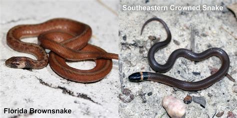 Southeastern Crowned Snake Florida Snake ID Guide