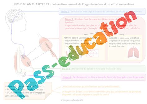 Le fonctionnement de lorganisme lors dun effort musculaire 4ème