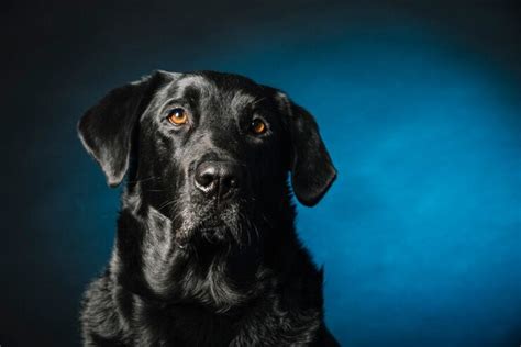 200 nomes para CACHORRO PRETO as melhores opções Explore a emoção