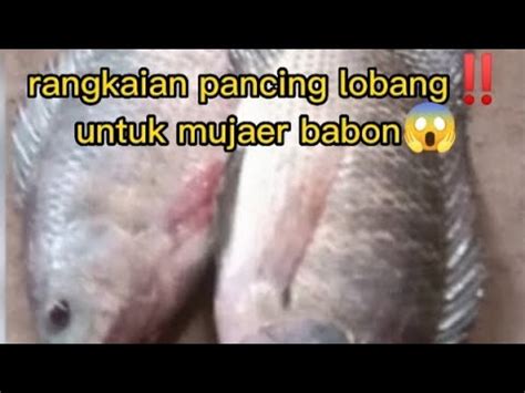 Pakai Tekhnik Iniuntuk Ikan Nila Babon Yang Susah Makan Mancinglobang