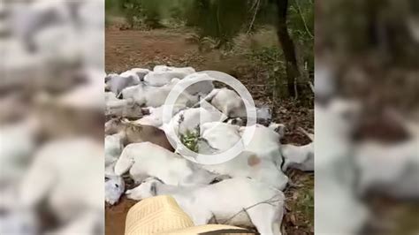 VÍDEO Frio mata mais de mil cabeças de gado no Pantanal em Mato Grosso