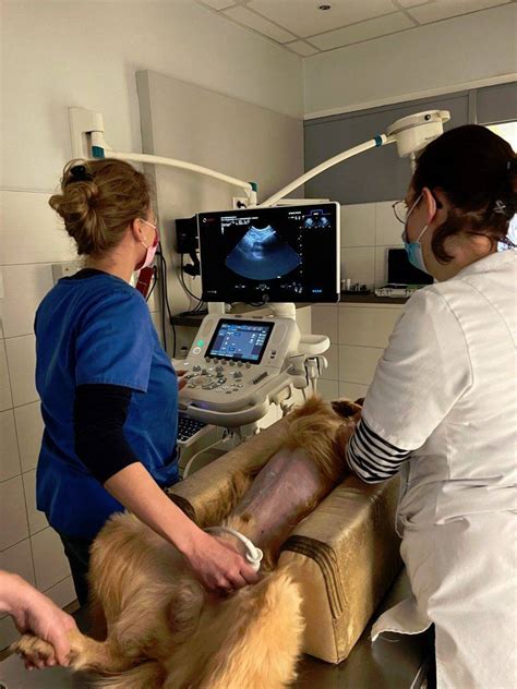 Imagerie médicale Clinique vétérinaire les 3M Michaud Dannemarie