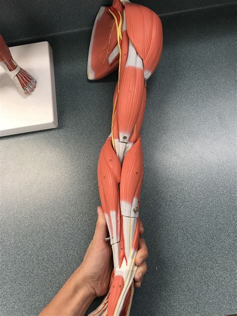 Anatomy And Physiology Lab Arm Muscles Diagram Quizlet