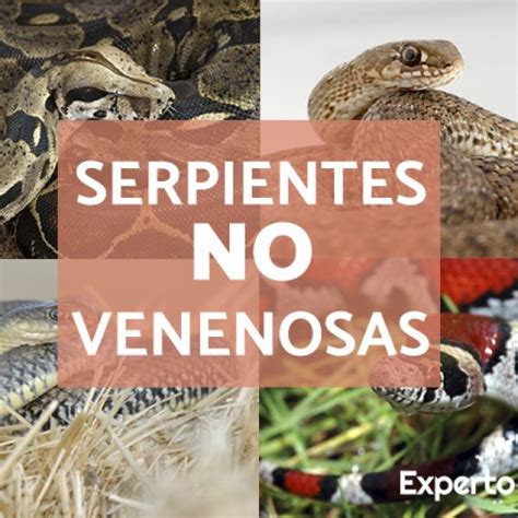partido Democrático abajo vamos a hacerlo todo sobre las culebras